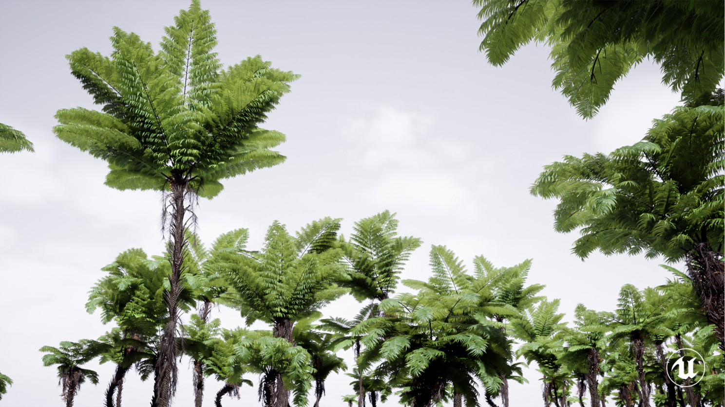 XQ High Detail 3D Model Assets Plant Alsophila Spinulosa Fern Tree ...