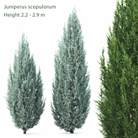 Juniperus ( Можжевельник) - 3D Models Collection