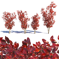 Large square bush - Bush - 3D model