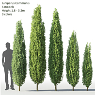Juniperus ( Можжевельник) - 3D Models Collection