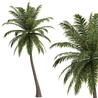 animated palm tree - Tree - 3D model