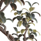 Bonsai Jungle Ficus Elastica Rubber Tree Set 260 - Indoor - 3D model