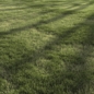 Forest Grass 4 - Grass - 3D model