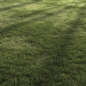 Forest Grass 4 - Grass - 3D model