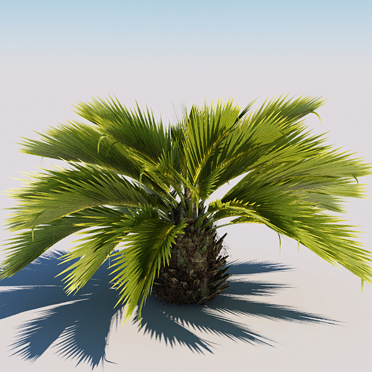 [3DSKY] Palm 3D Model | NEW UPDATE 2023