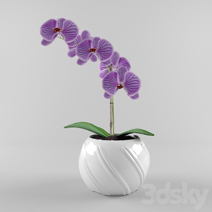 orxideya - Indoor - 3D model