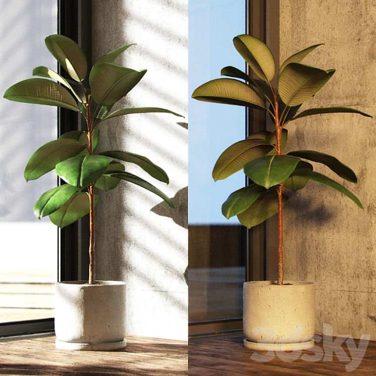 [3DSKY] Ficus Elastica Decora (small) 3D Model | NEW UPDATE 2023