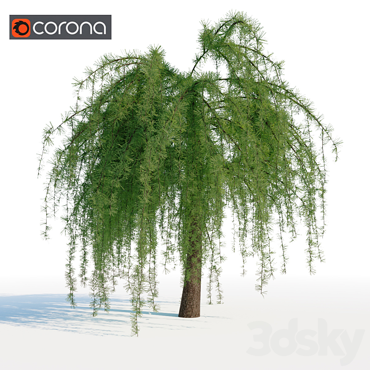 European larch - Tree - 3D model