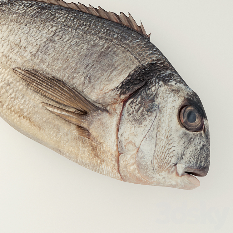 Raw Sea Bream Fish - Food and drinks - 3D model