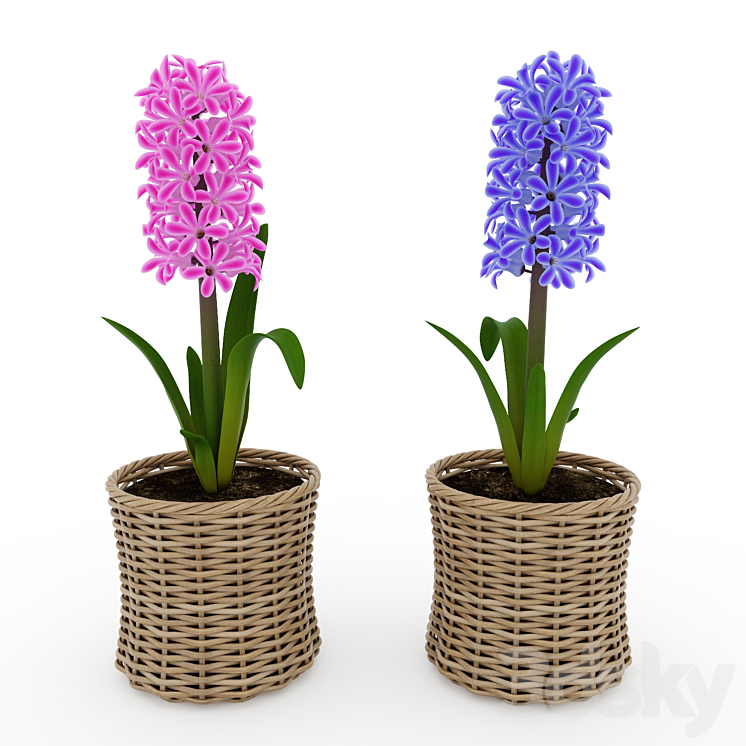 Hyacinth - Indoor - 3D model