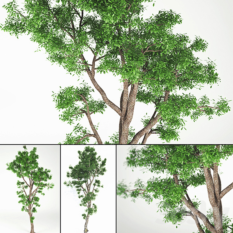 Tree 20 - Tree - 3D model