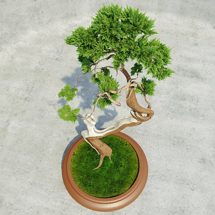 [3DSKY] Bonsai 3D Model | NEW UPDATE 2023