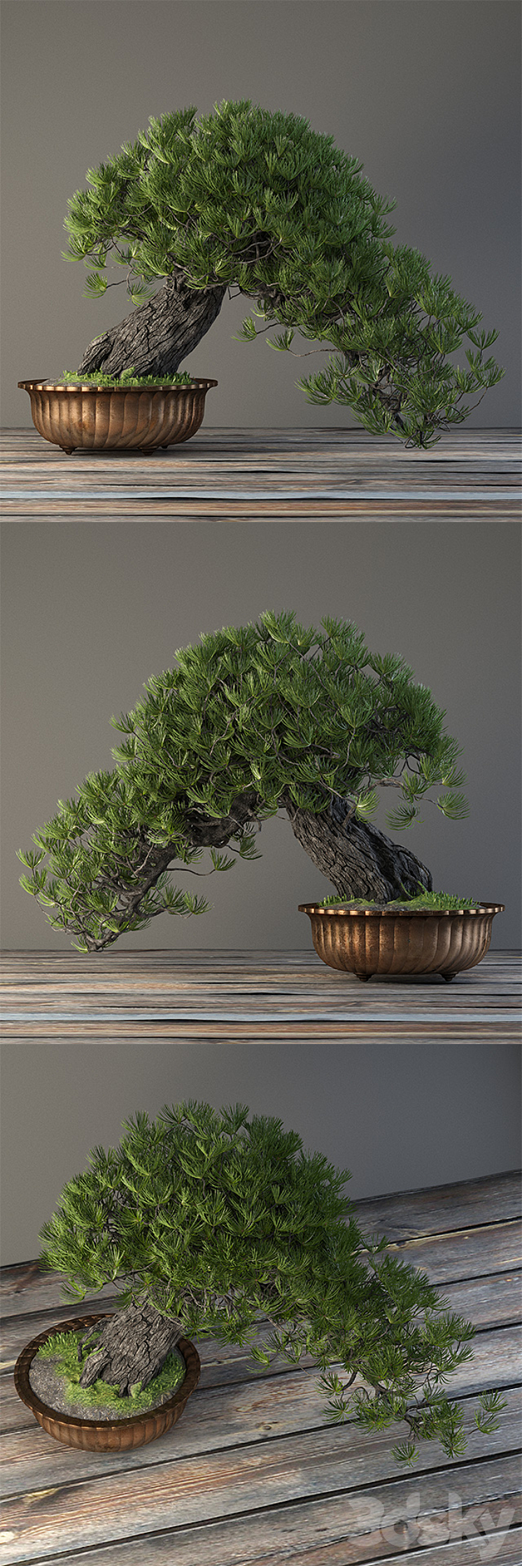 [3DSKY] Bonsai 3D Model | NEW UPDATE 2024