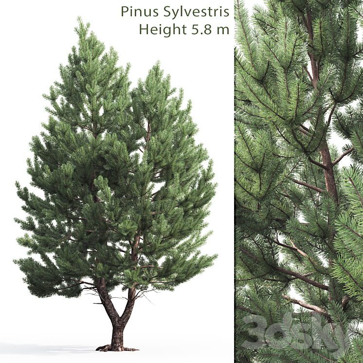 Pine - Tree - 3D model