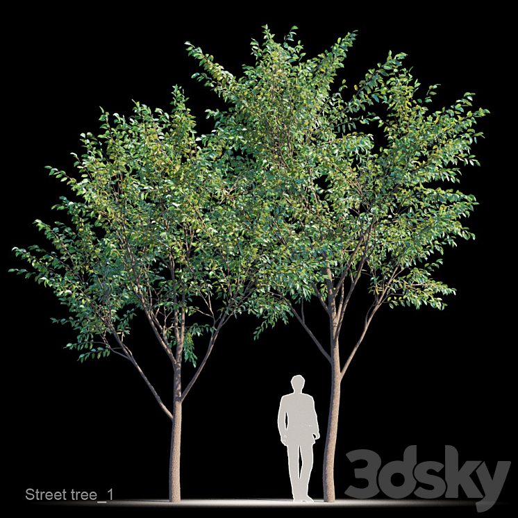 [3DSKY] Street Tree V1 3D Model | NEW UPDATE 2023