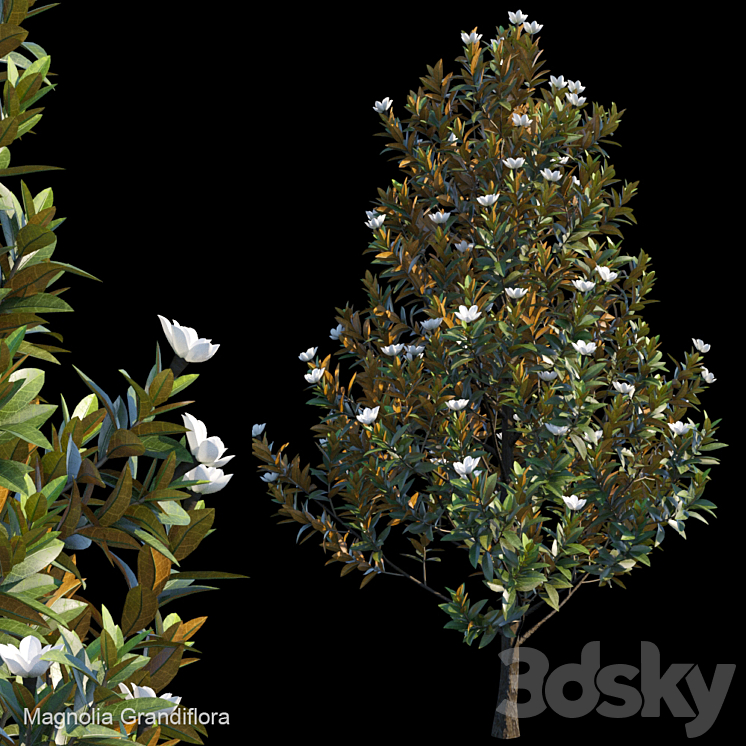 Magnolia Grandiflora - Tree - 3D model