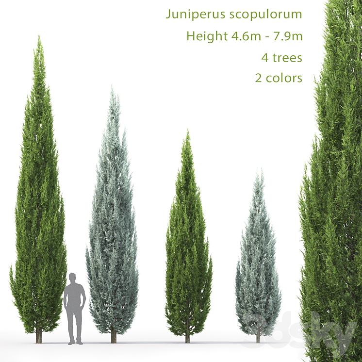 [3DSKY] Juniperus 3D Model | NEW UPDATE 2023
