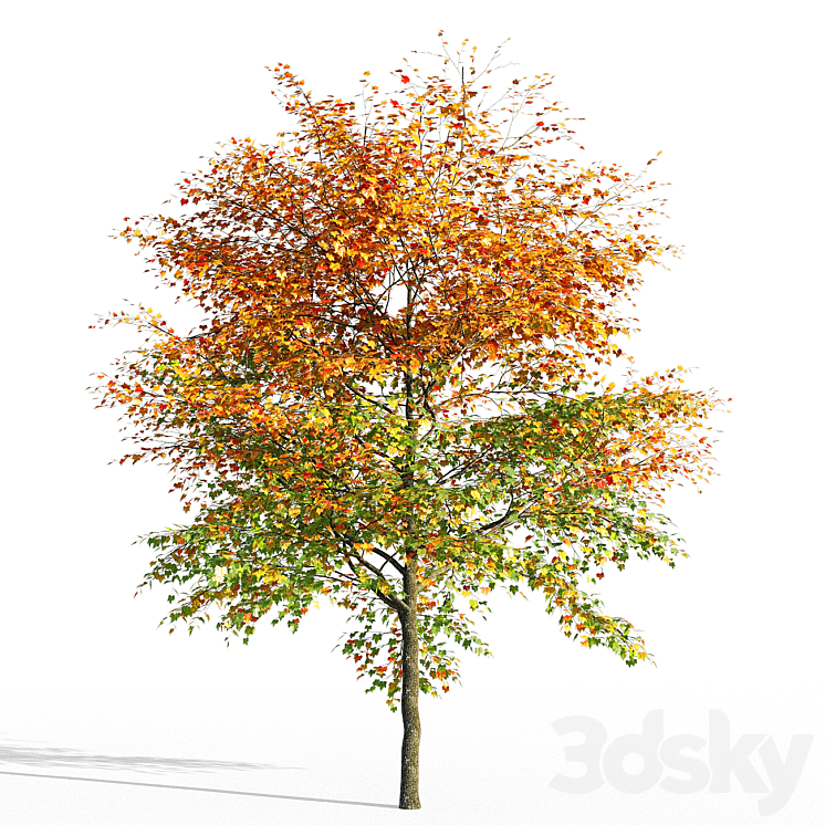 Maple - Tree - 3D model