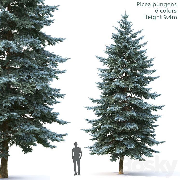 Spruce - Tree - 3D model