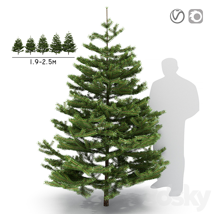 Fir (2 meters) - Tree - 3D model