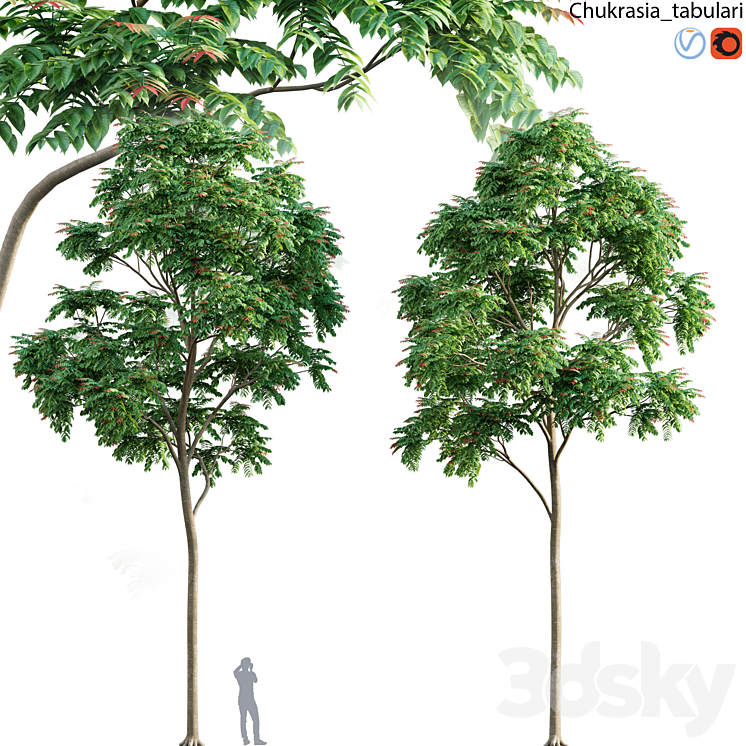 Chukrasia tabularis-chickrassy 02 - Tree - 3D model