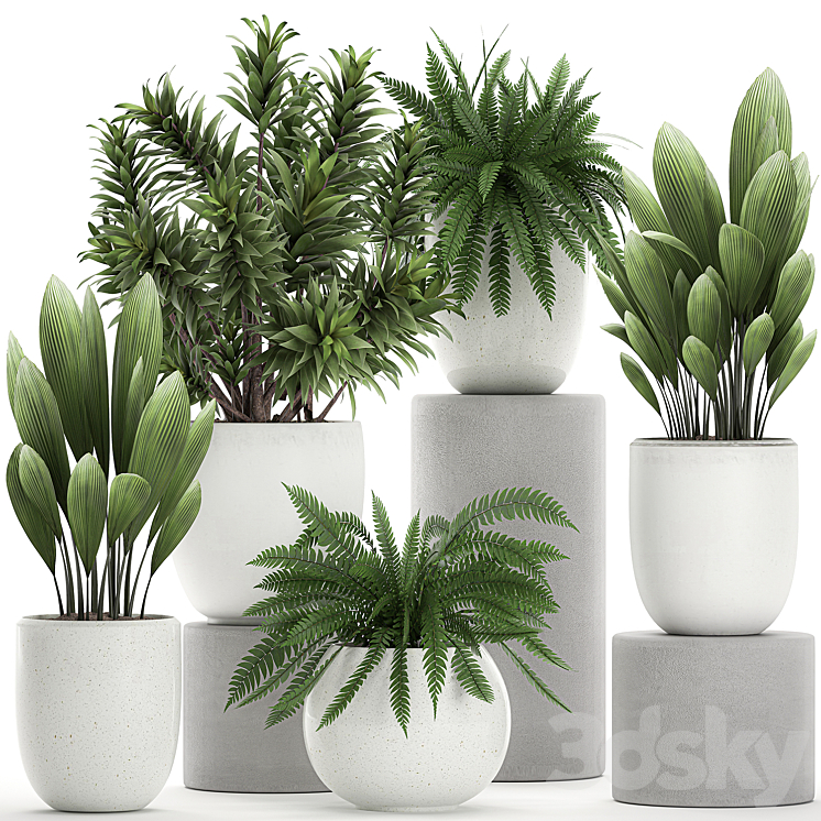 Collection of exotic small plants in white pots with palm grass, fern ...