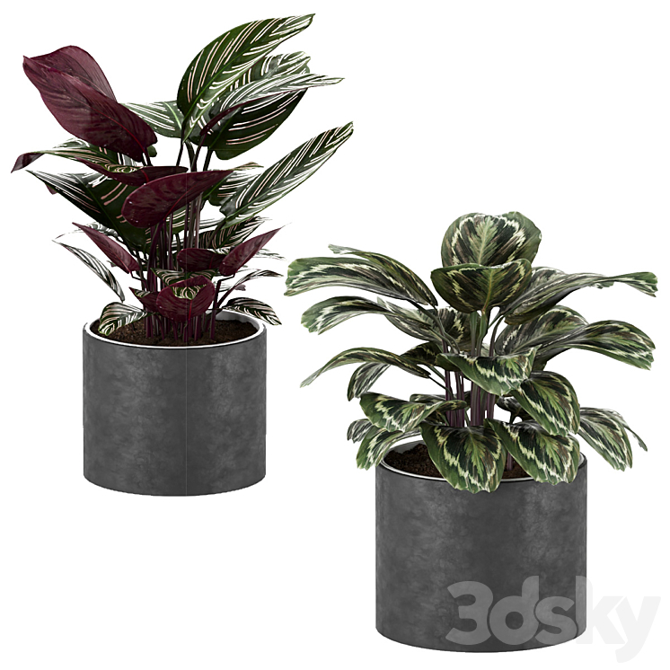 calathea Collection 3 - Indoor - 3D model