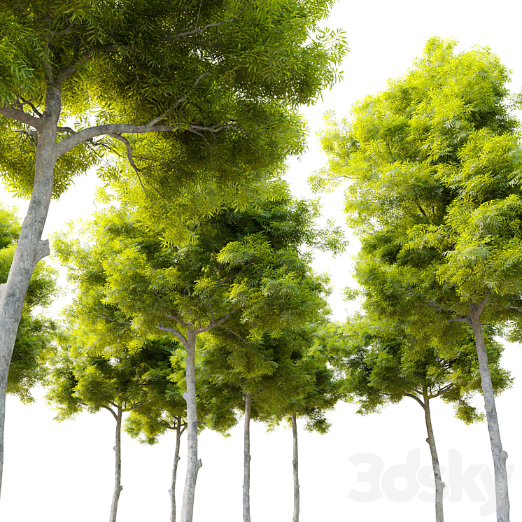 African Fern Pine Afrocarpus Falcatus Tree 3d Model
