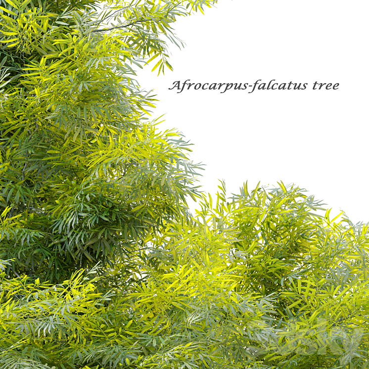 African Fern Pine Afrocarpus Falcatus Tree 3d Model