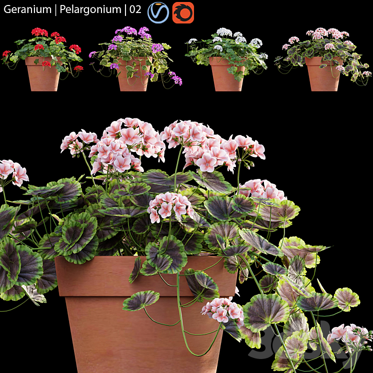 Pelargonium | Geranium 02 - Outdoor - 3D model