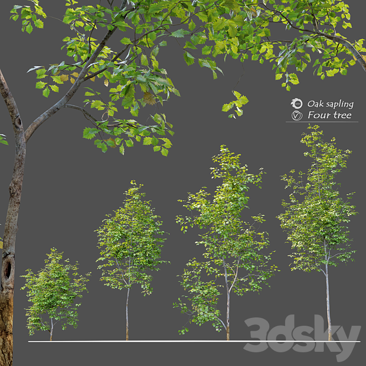 Oak sapling - Tree - 3D model