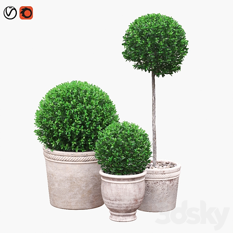 Round boxwood bushes in pots - Outdoor - 3D model