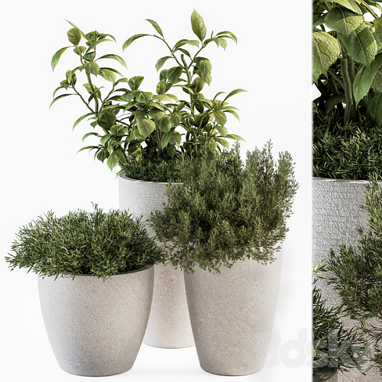 [3DSKY] Indoor Plant Set 191 - Plant In Pot 3D Model | NEW UPDATE 2023