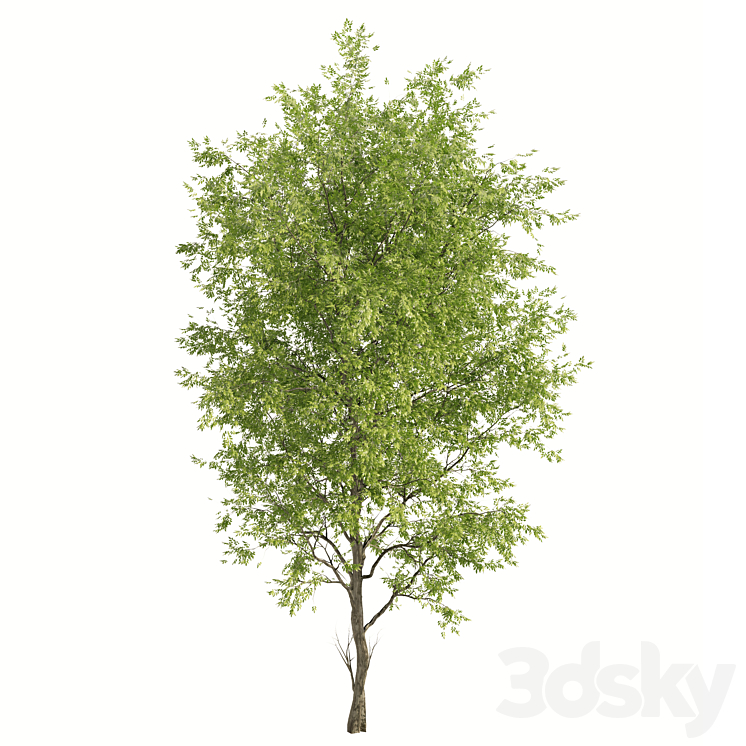 2 ashes tree vray - Tree - 3D model