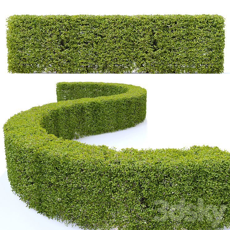 Ligustrum amurense hedge - Bush - 3D model