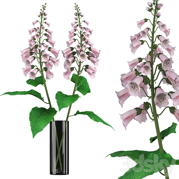 Foxglove purple flower - Bouquet - 3D model