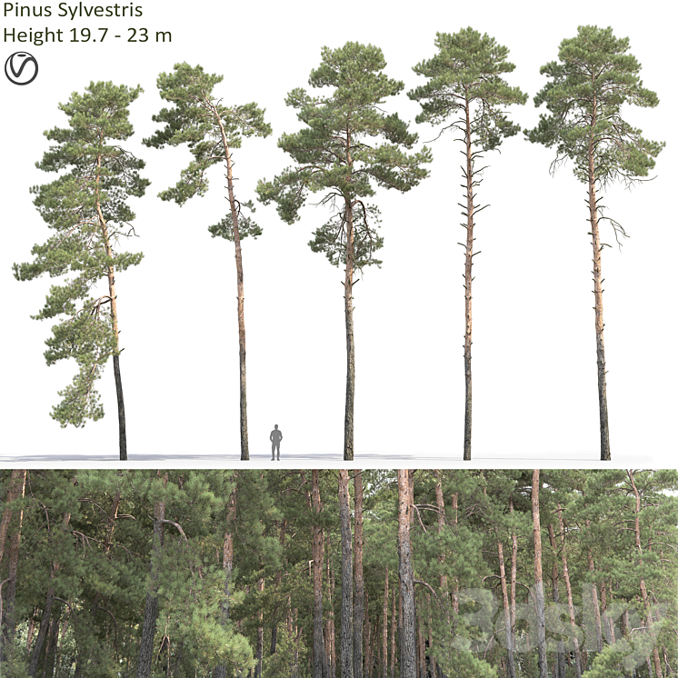[3DSKY] Pine 3D Model | NEW UPDATE 2023