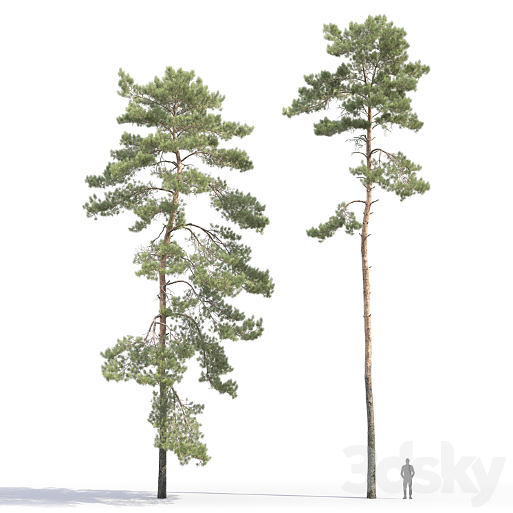 Pine - Tree - 3D model