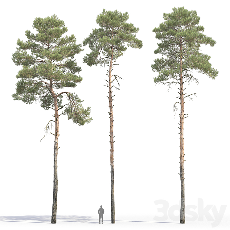 Pine - Tree - 3D model