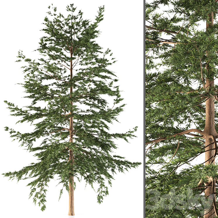 Larix kaempferi - Tree - 3D model