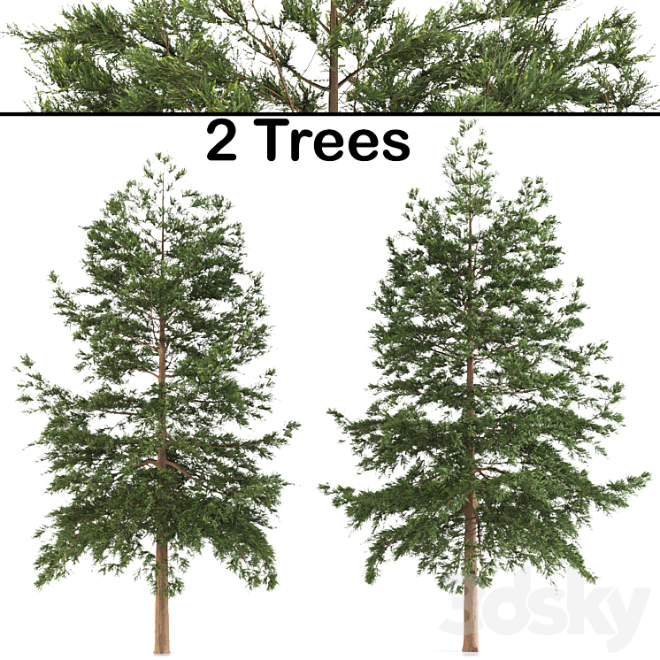 Larix kaempferi (2 trees) - Tree - 3D model