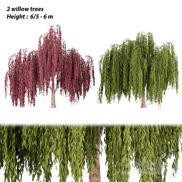 collection willow trees vol 23 - Tree - 3D model