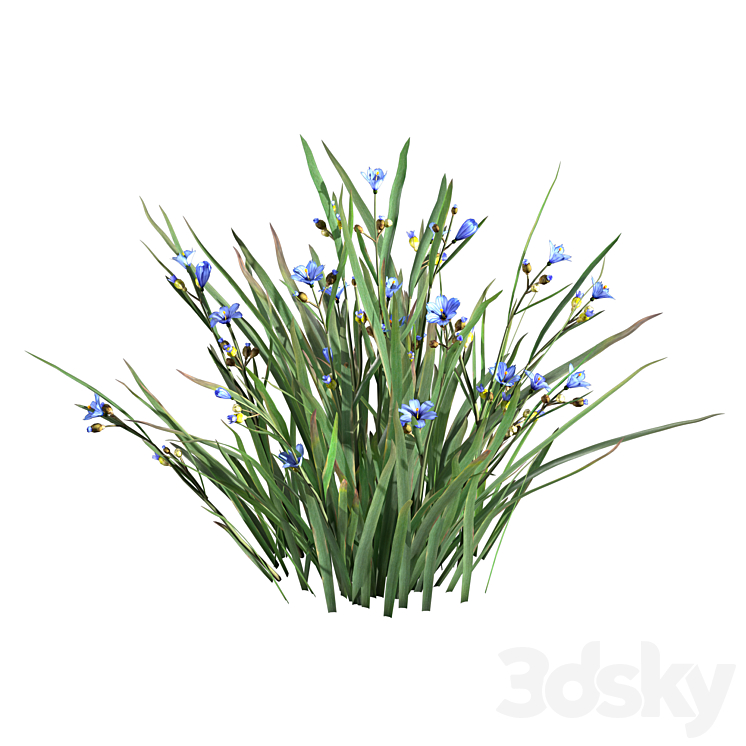 Blue Eyed Grass 02 Outdoor 3d Model