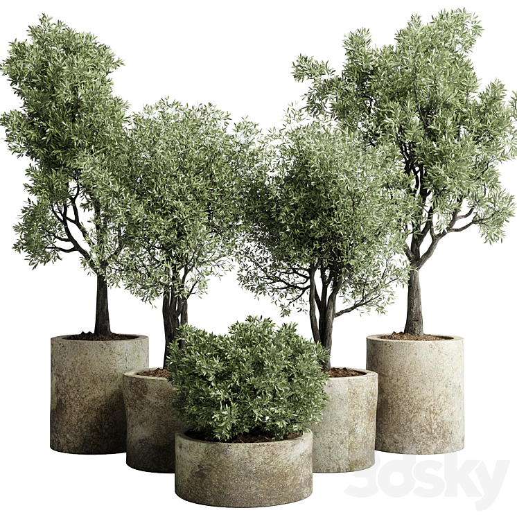 Collection outdoor plant 65 pot old olive tree concrete old vase corona 3D Model - 3DSKY Decor ...