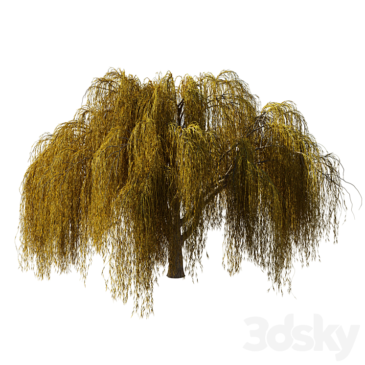Willow tree - Tree - 3D model