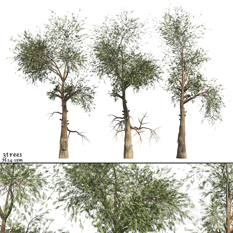 3 diffrent tree-vol 03 - Tree - 3D model
