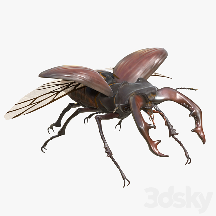 Stag beetle (Lucanus cervus) - Creature - 3D model