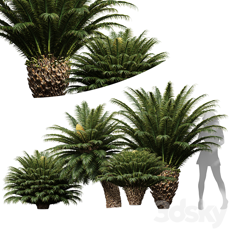 Cycas Revoluta Png