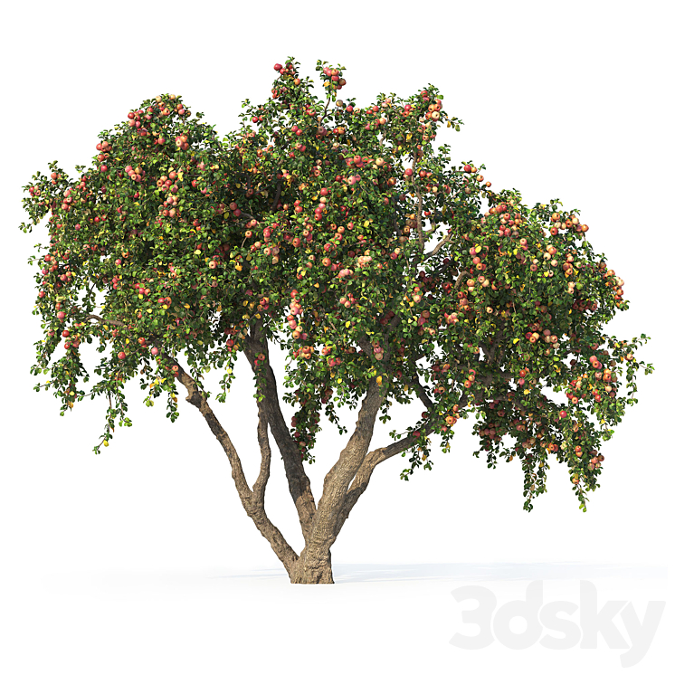 Apple tree - Tree - 3D model