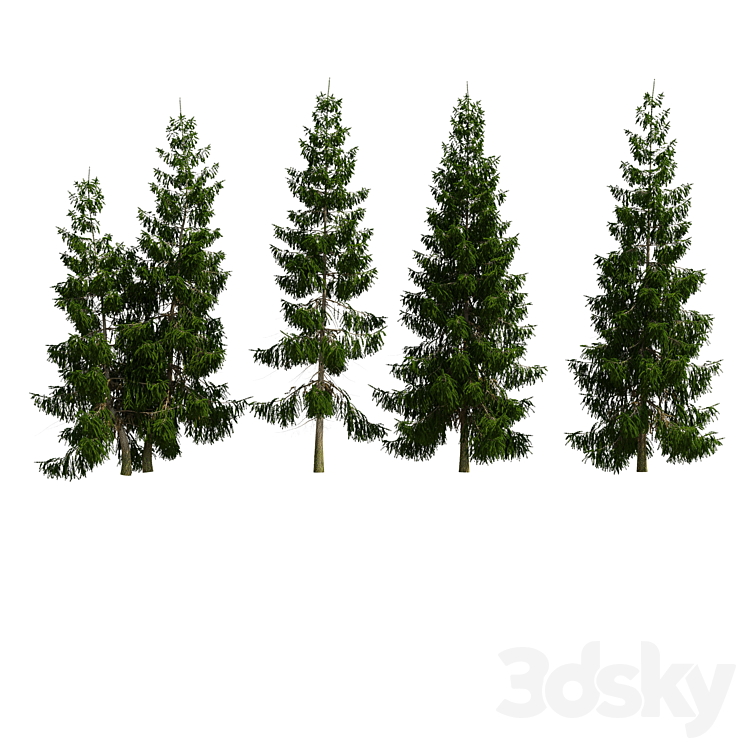 Spruce 6m - Tree - 3D model